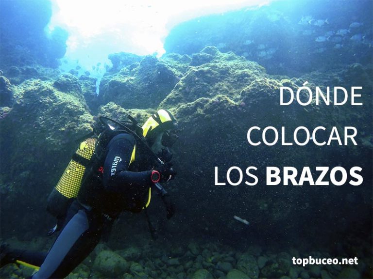 Reflejo de Inmersión Mamífero: Definición y Efectos - Top Buceo